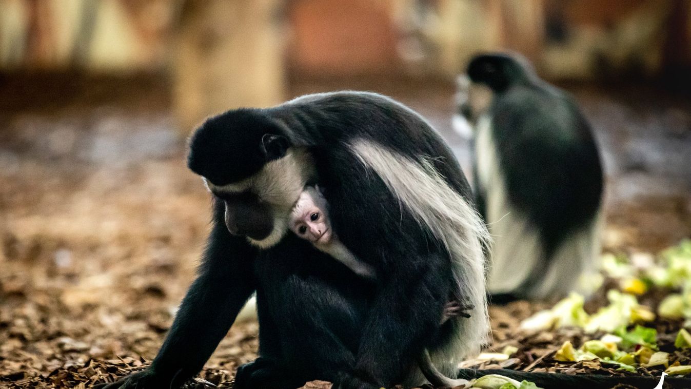 Új lakója van a veszprémi állatkertnek