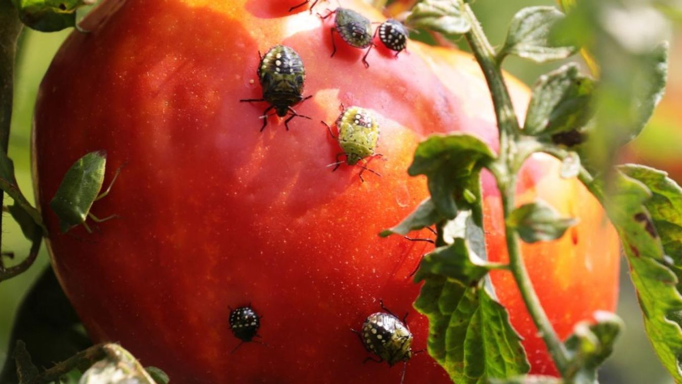 Vándorpoloska, harlekinkatica: mit tehetünk a kártékony rovarok ellen?