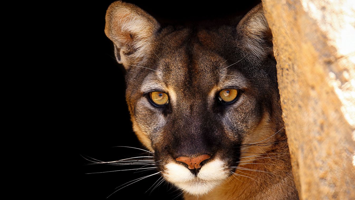 Puma sétált be egy osztályterembe Kaliforniában