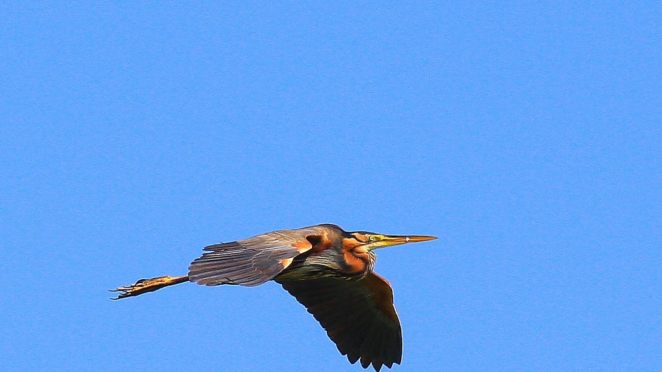 A gémeskút névadója a vörös gém