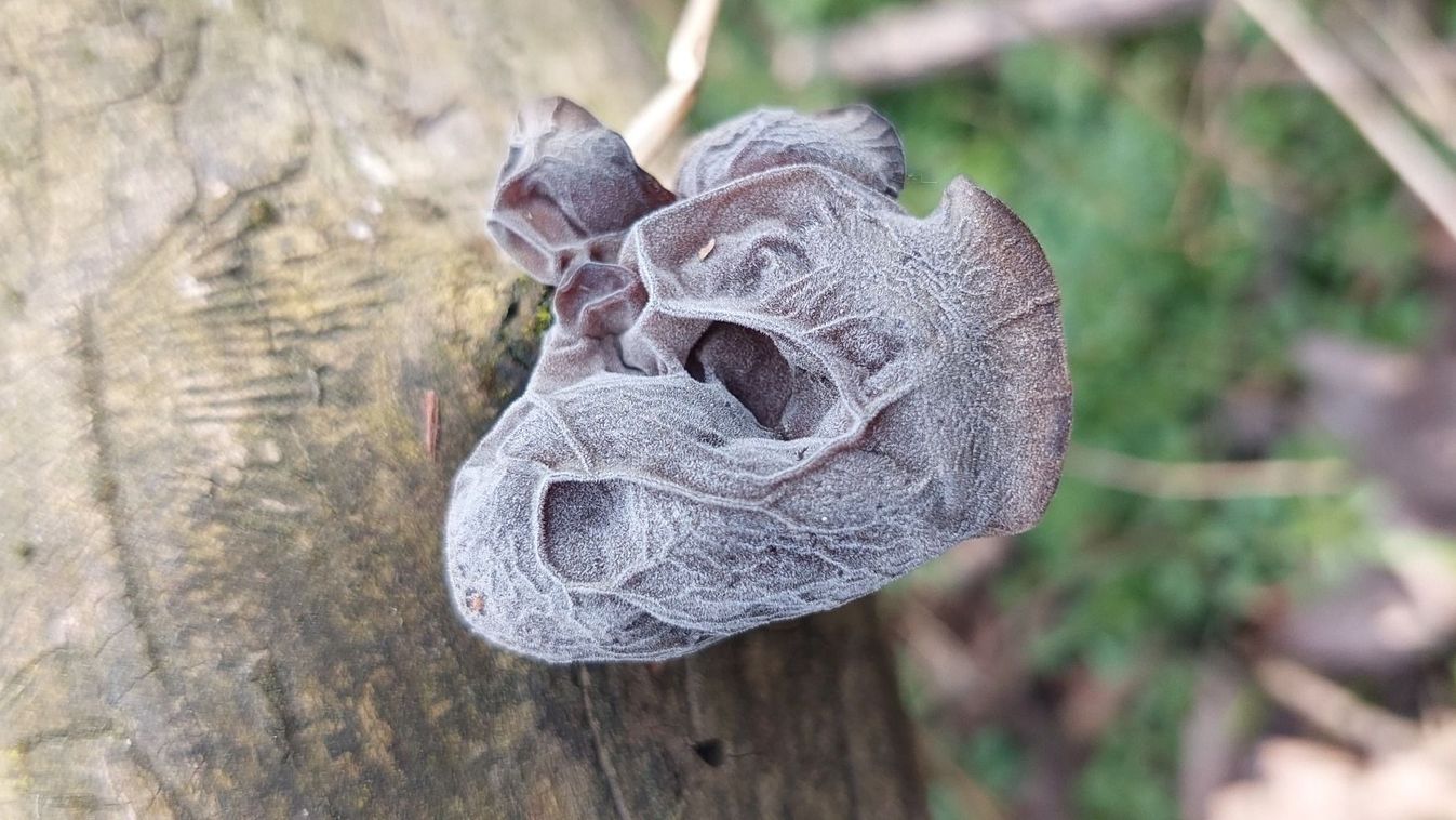 Gomba a Bakonyban – Mutatjuk, most mit kereshet