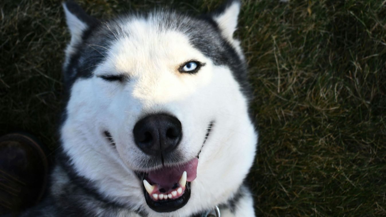 Vicces képek:Kérésből vicc áradat