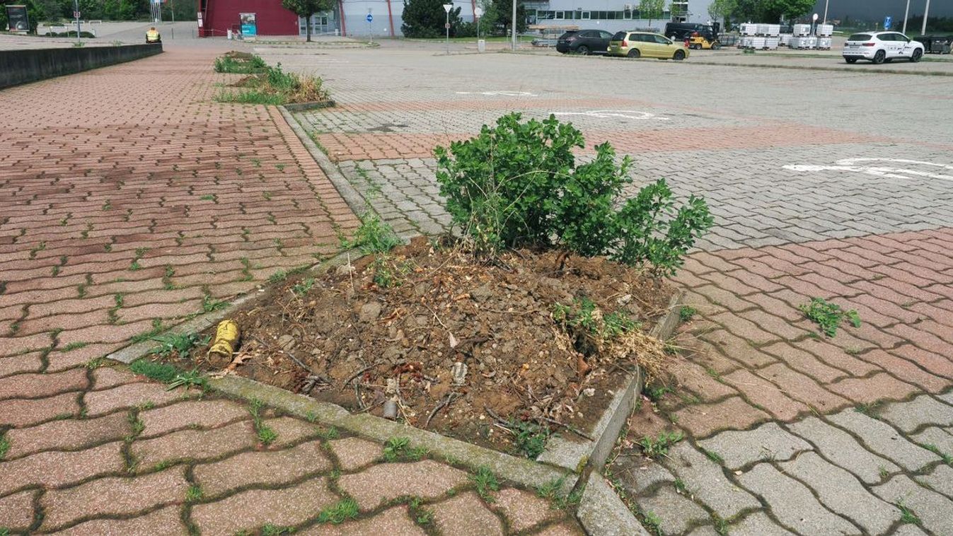 Veszprém Aréna parkoló: Miért tűnt el félszáz fa?