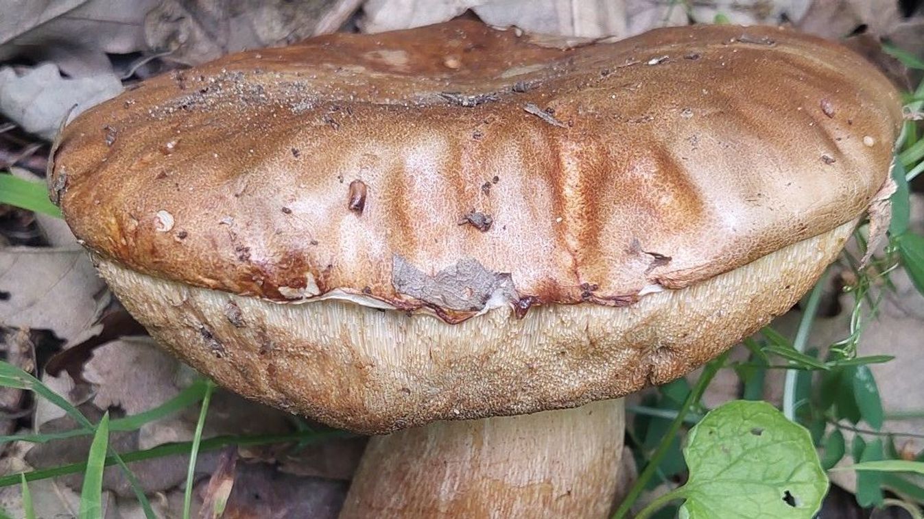 Gomba a Bakonyban – A hasgombászoknak még türelmesnek kell lenniük