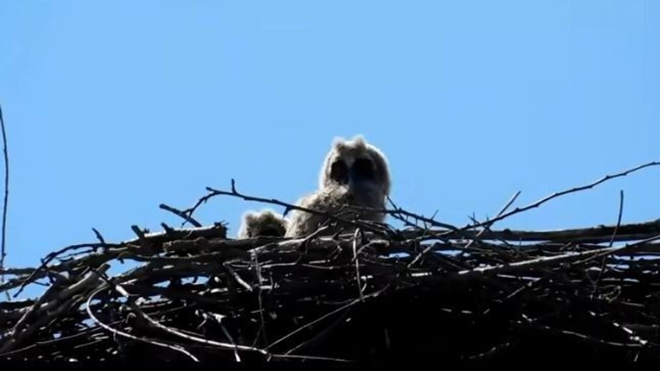Bagoly a gólyafészekben: ritka és cuki látvány Ricsén