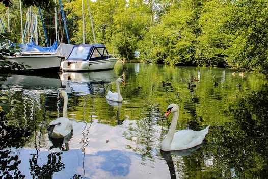 Balatongyöröki strand vízszennyezésének oka