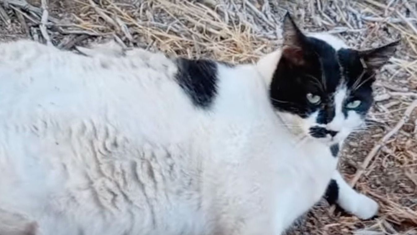 Chonkus Maximus: A szőrgombóc istenség