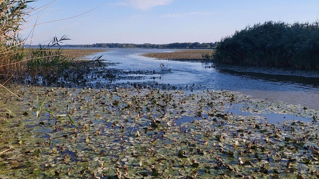 A sulyom terjedése a Kis-Balatonban