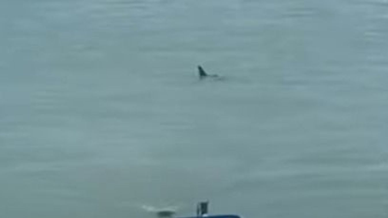 Cápa a Balatonban: valóban az volt?