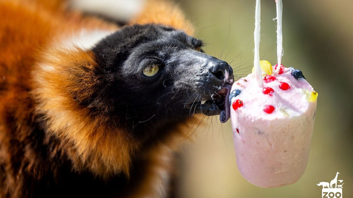Gyűrűsfarkú makik és varik fagylalttal a kézben–napi cuki