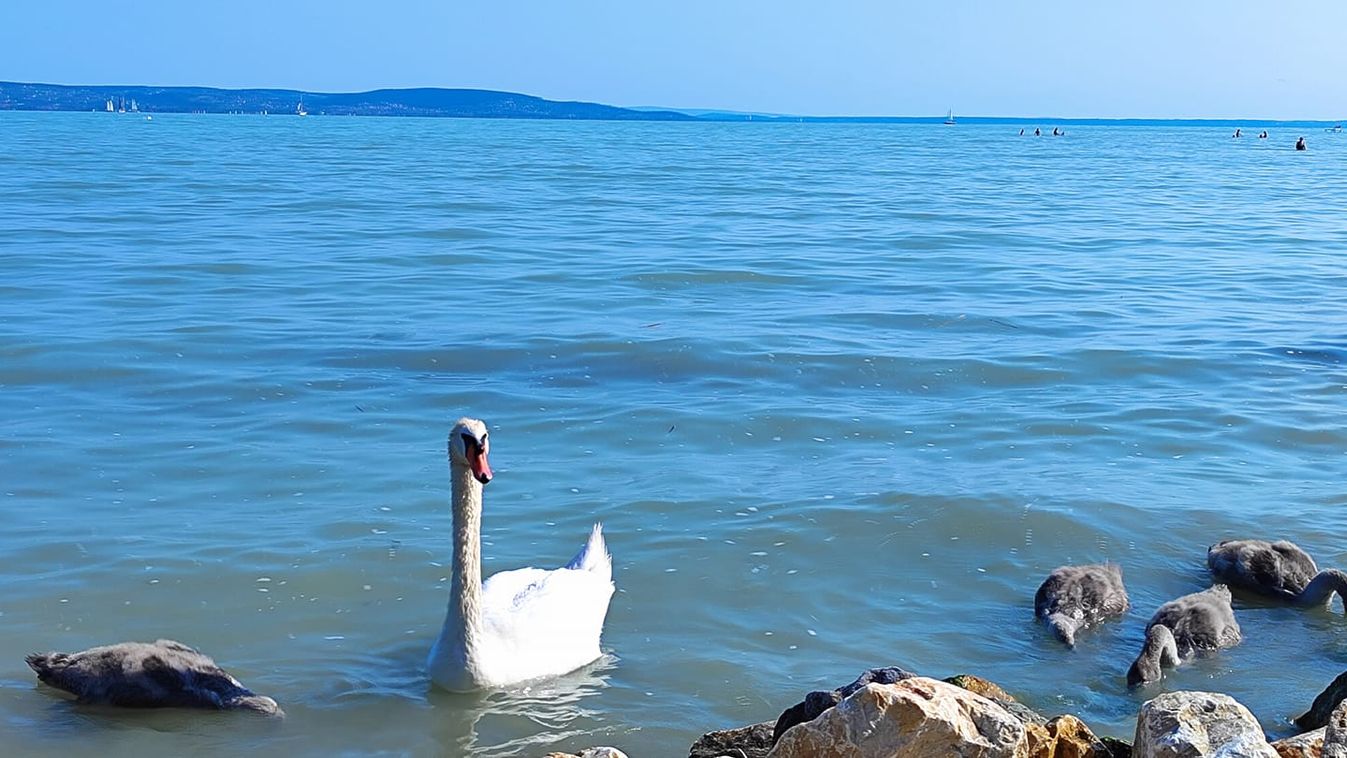 Orbán Viktor rendeletében: Balaton partsávjai mostantól védettek és ...