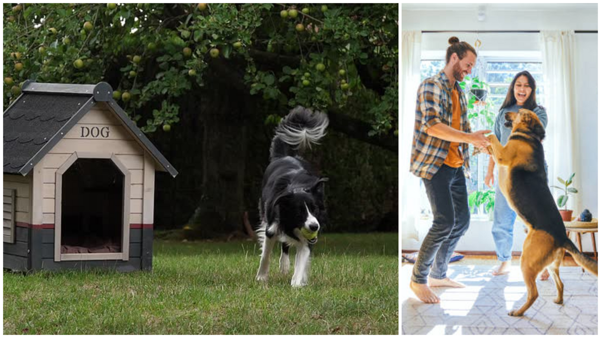 Kint vagy bent jobb a házi kedvencünknek?