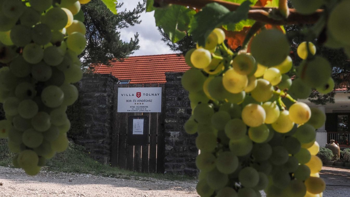 Villa Tolnay Pincészet: középbirtok kategóriában az ország második ...