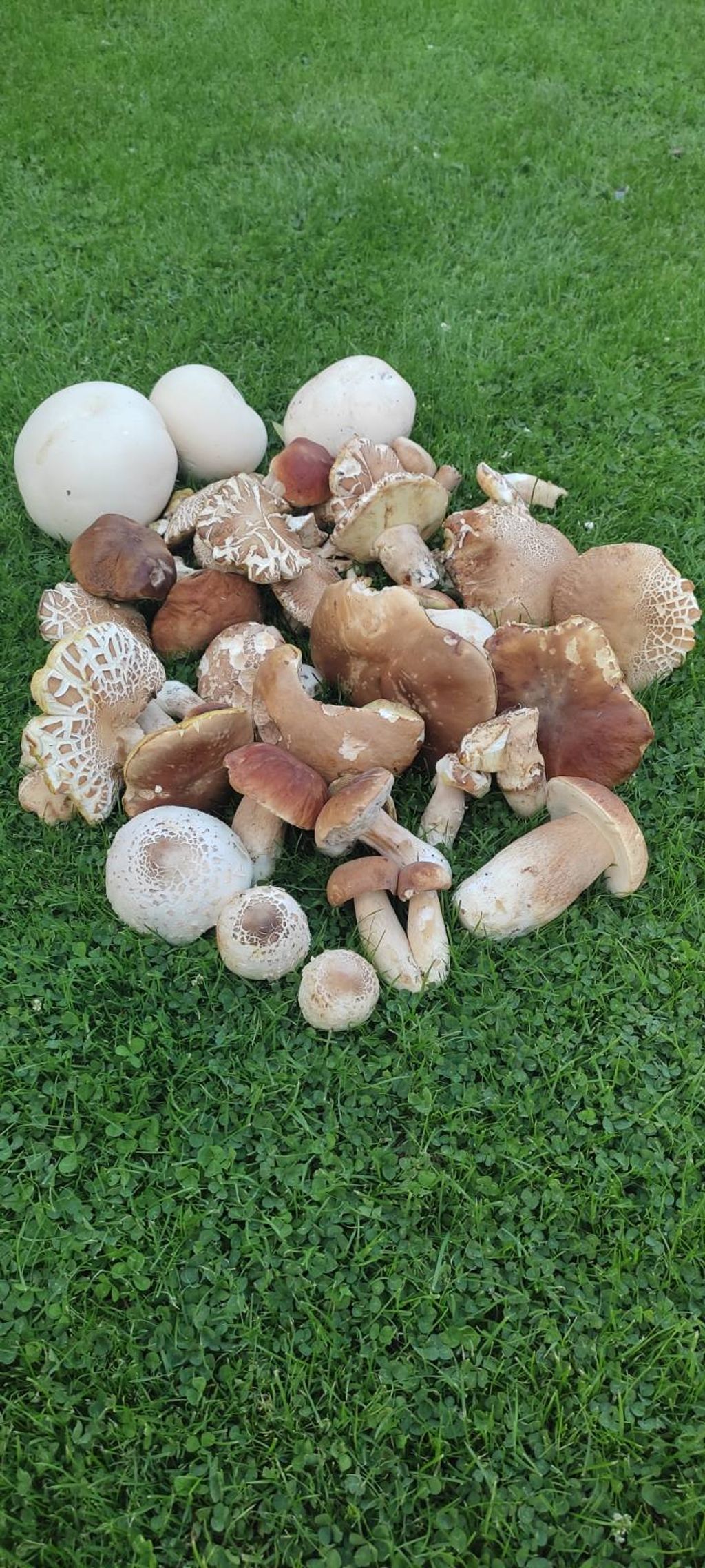 VEOL - Őszi erdei kalandok – a gombászás legfinomabb kincsei