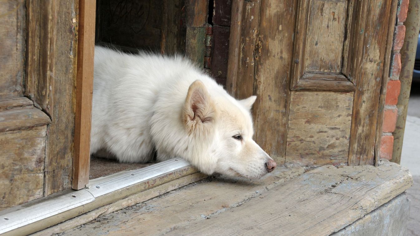 Kint vagy bent jobb a házi kedvencünknek?