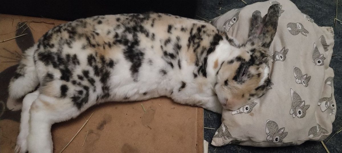 Kint vagy bent alszik az állat? Egy megosztó kérdés, amire most olvasóink válaszoltak.