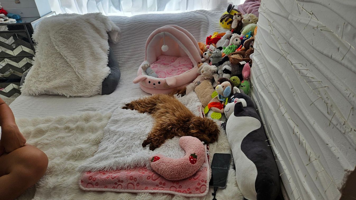 Kint vagy bent alszik az állat? Egy megosztó kérdés, amire most olvasóink válaszoltak.