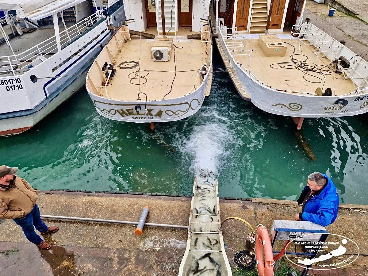 Balatoni haltelepítés: 578 kg egy- és kétnyaras süllőt engedte a tóba