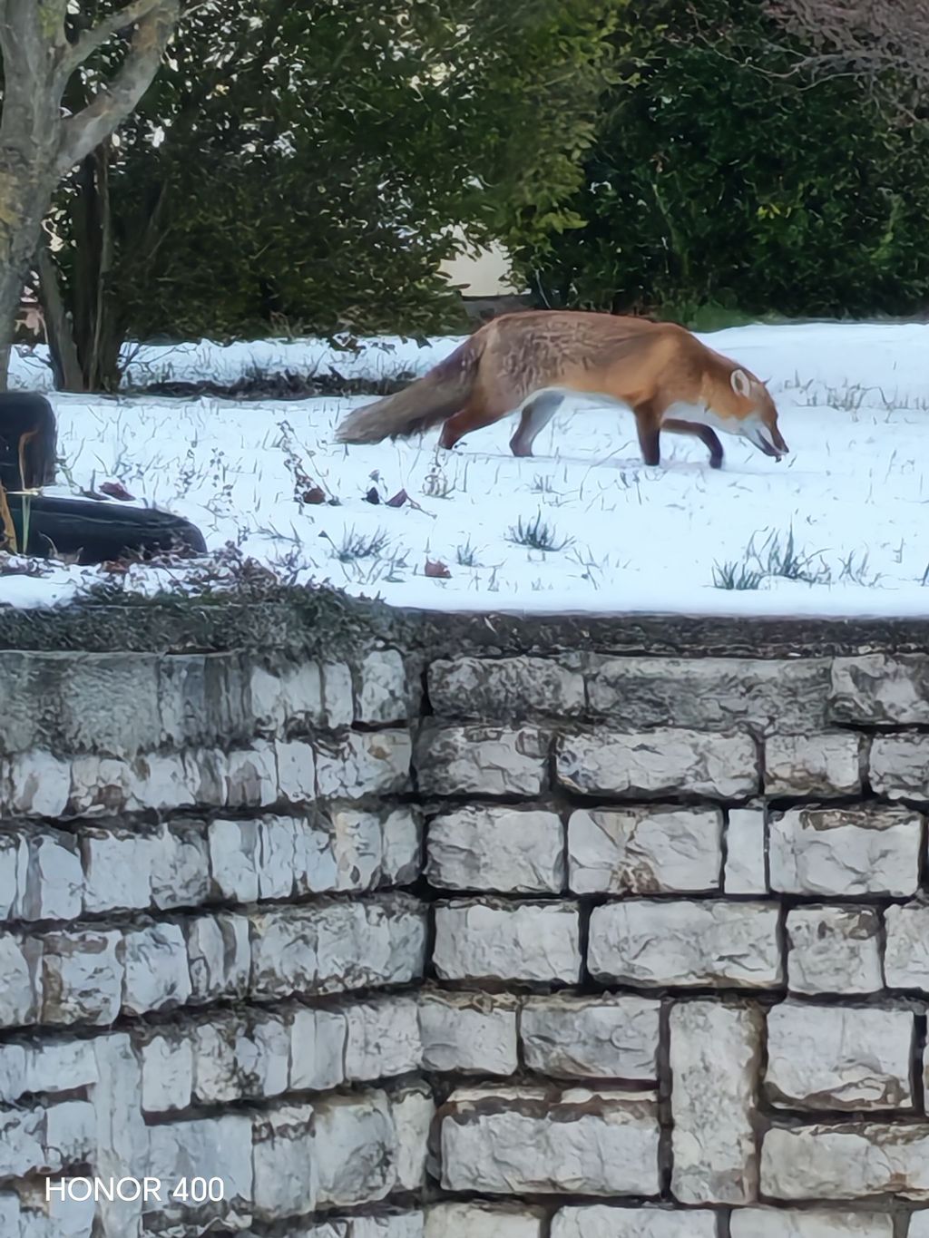 Rókák Várpalotán: így masíroznak a belvárosban